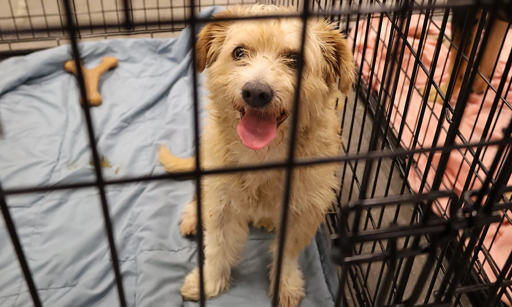 Find Your New Furry Friend at the Mega Dog Adoption Event ...