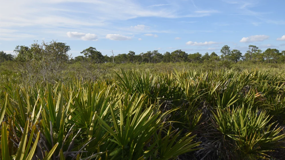 Balm Boyette Scrub Preserve Land Management and Land Use Plan ...