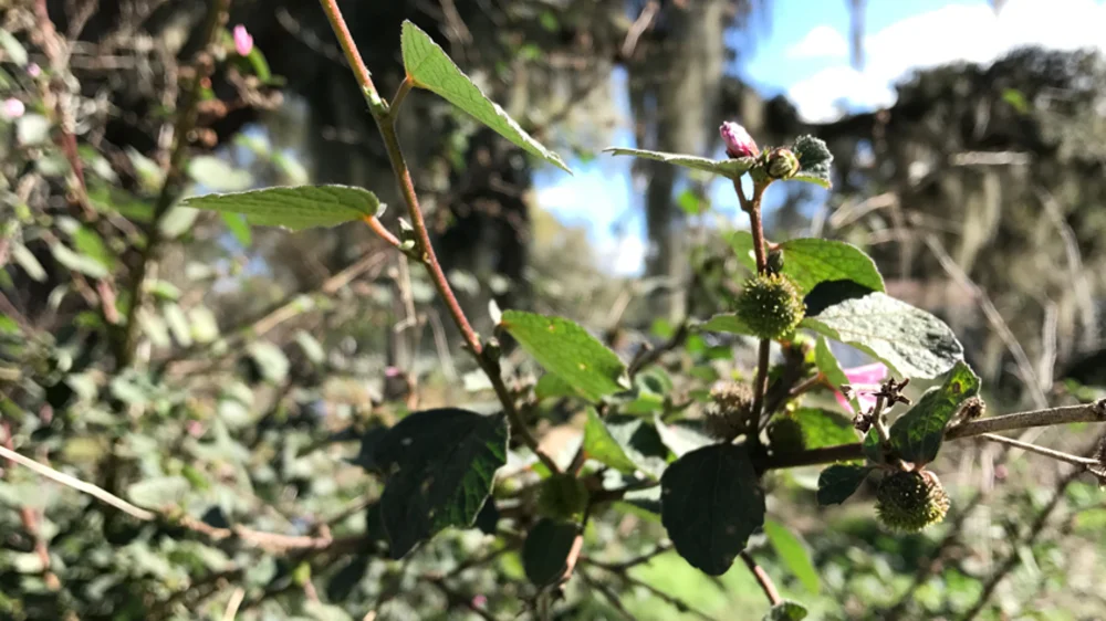 Nature Skills: Invasive Plant Rope | Hillsborough County, FL