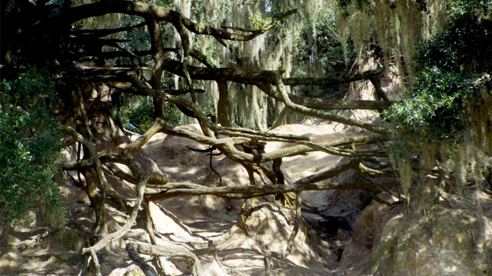 Edward Medard Conservation Park | Hillsborough County, FL