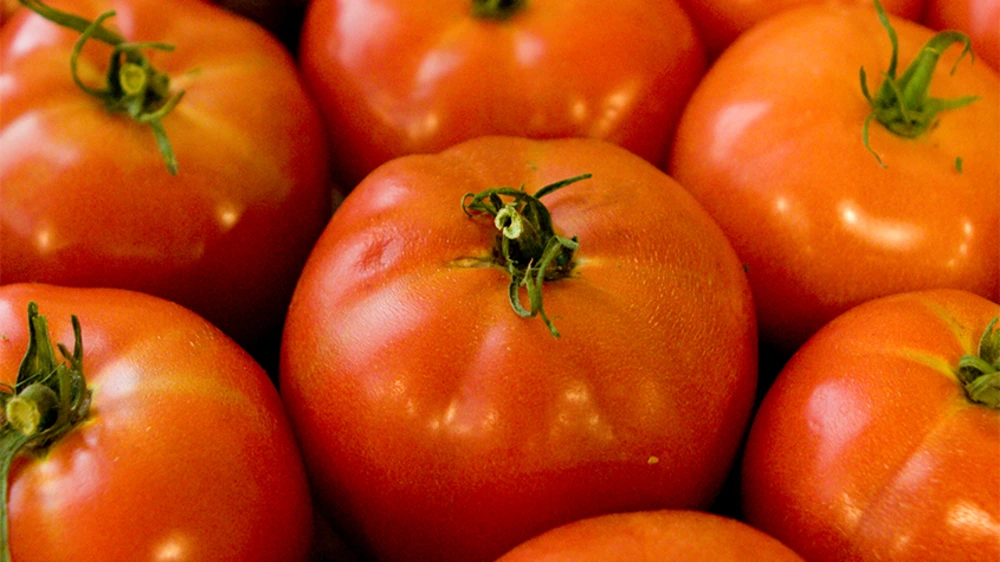 Homegrown Hillsborough: Tomatoes | Hillsborough County, FL