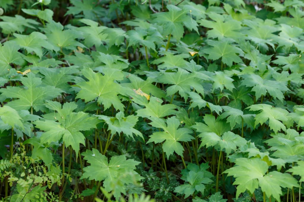 The Ultimate Guide to Pooping in the Outdoors | Hipcamp Journal