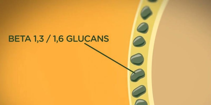 Béta-glükán