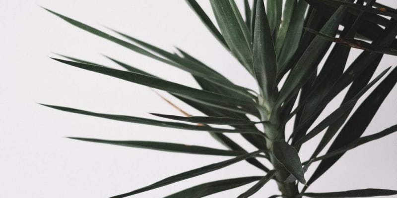 Jukka - Yucca gloriosa, a yukka pálma - szaporítása, virága