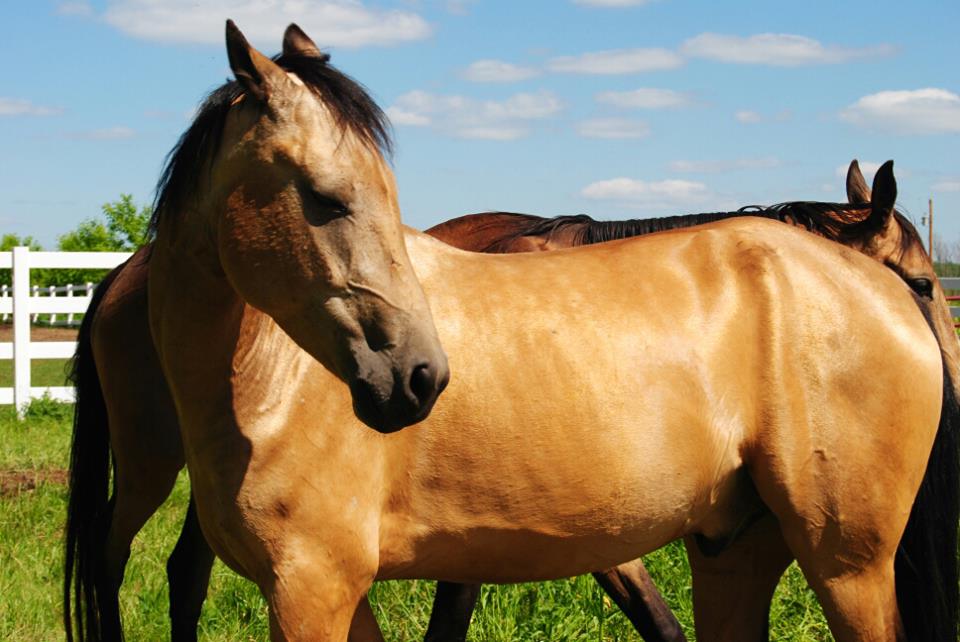 AKHAL SPIRIT - Akhal-Teke Association of America
