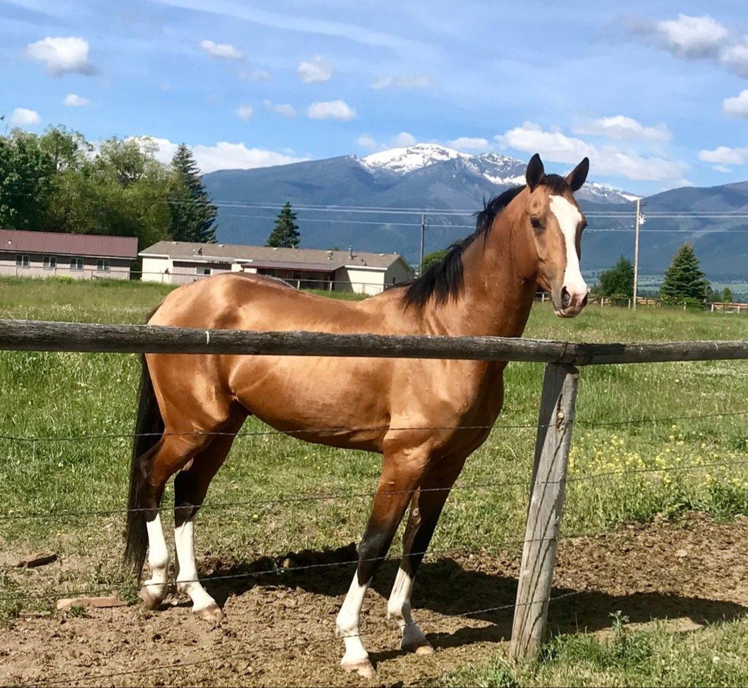 TASARIM YAKOR - Akhal-Teke Association of America