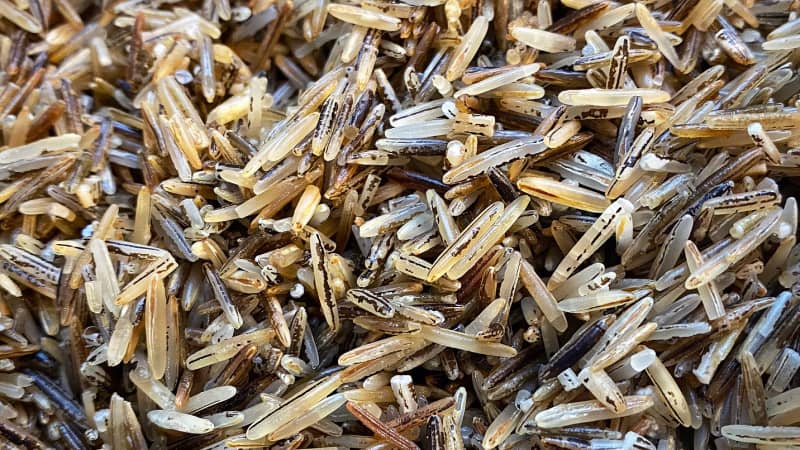 Is Your Wild Rice Actually Wild? | America's Test Kitchen