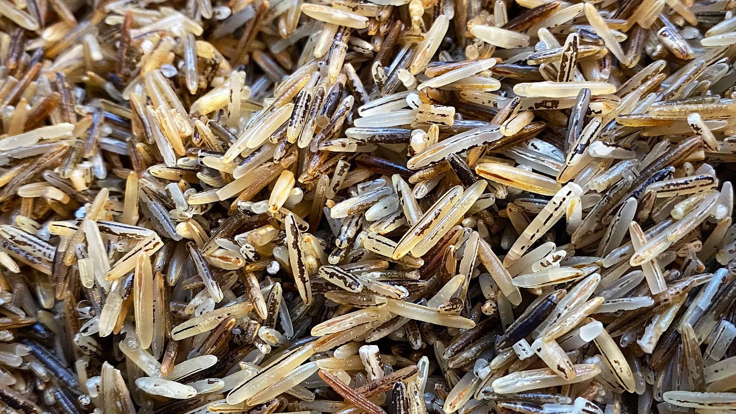 Is Your Wild Rice Actually Wild? | America's Test Kitchen