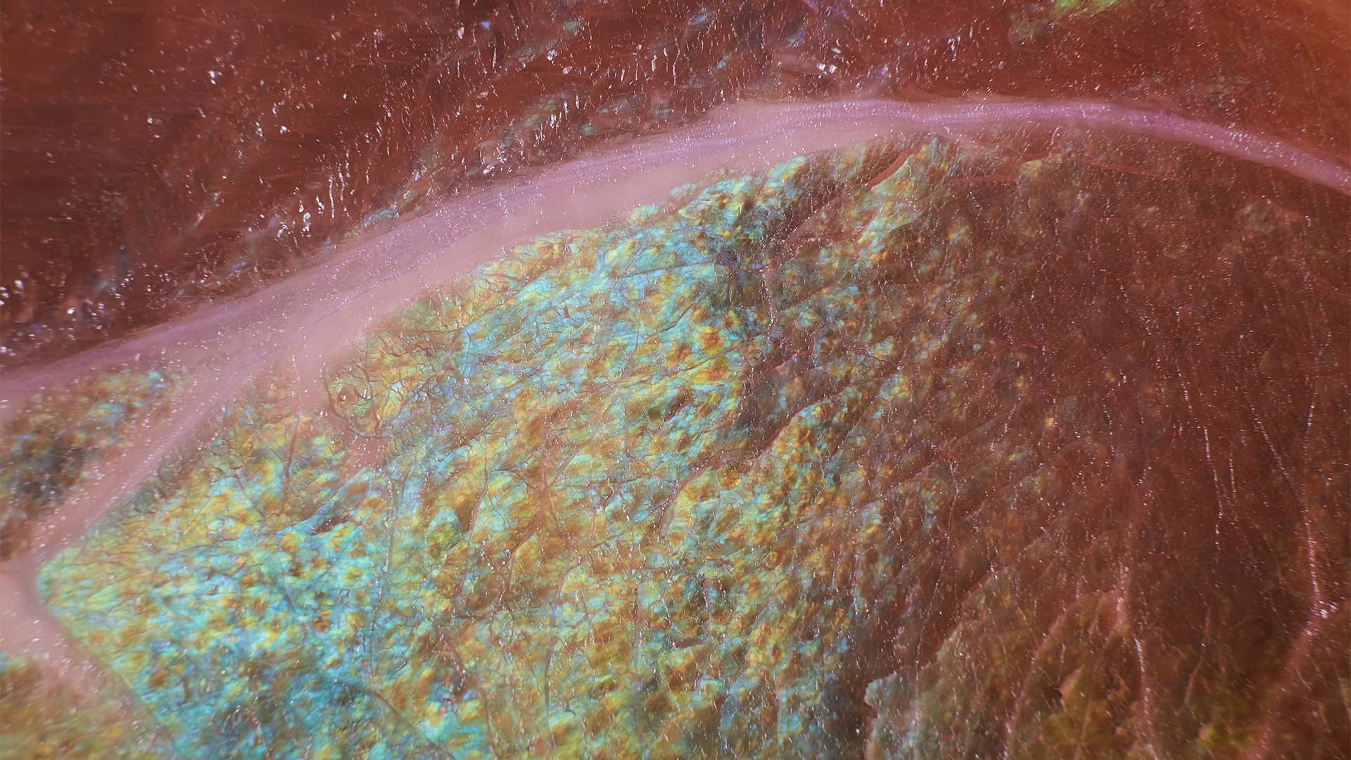 Is Iridescent Meat Safe to Eat? | America's Test Kitchen