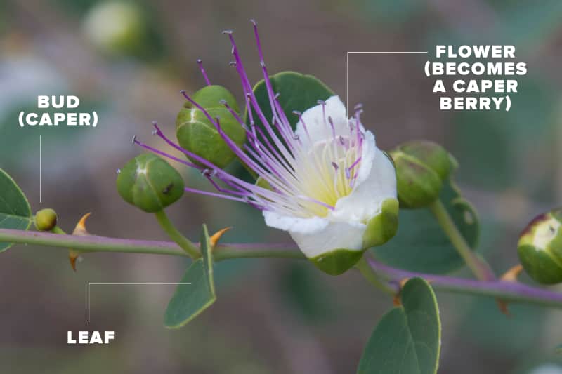 Caper Berries & Caper Leaves: What They Are and What To Do with Them ...
