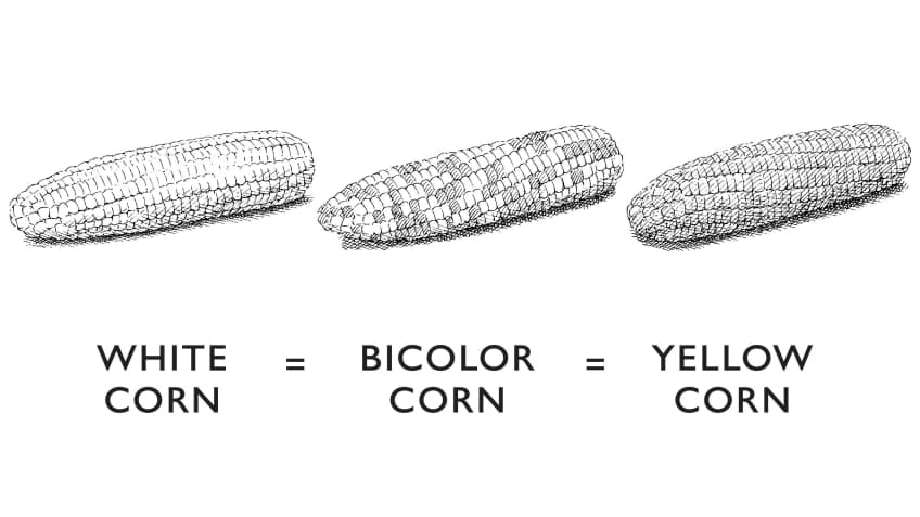 What You Should Know About Fresh Corn: Buying, Shucking, Freezing, and ...