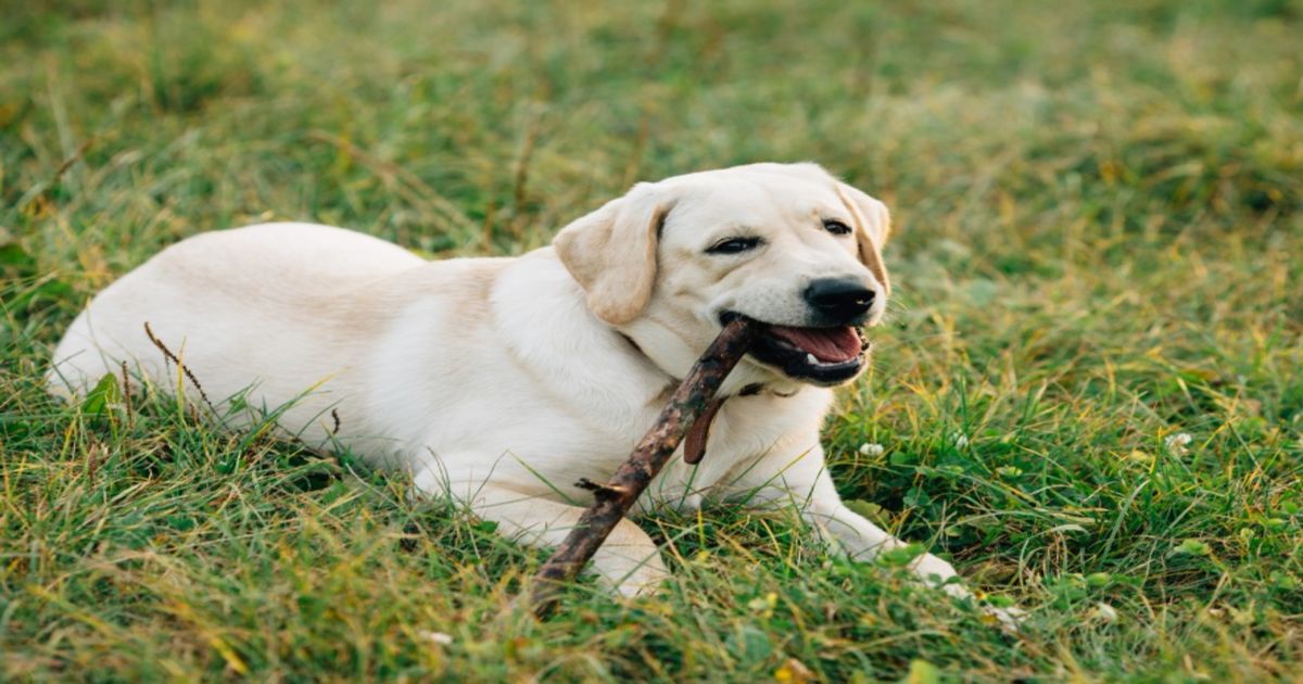 Labrador Retriever | Doggs.Life