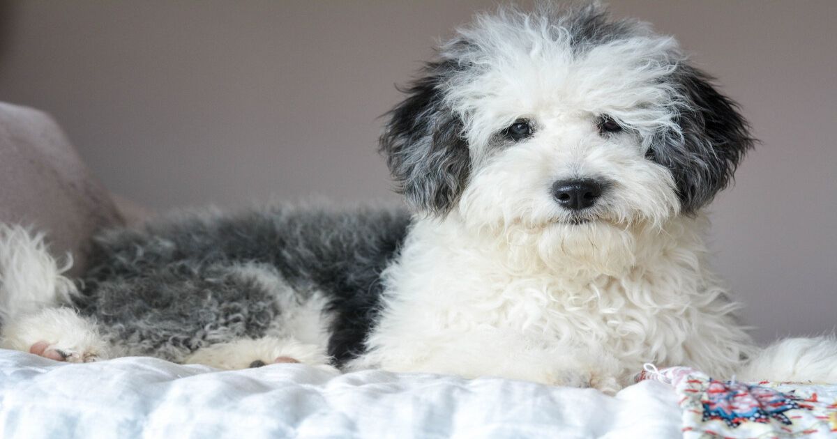 Sheepadoodle | Doggs.Life
