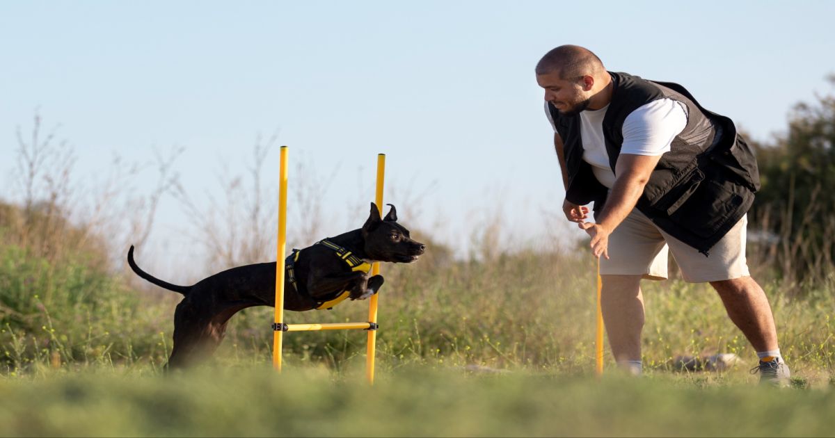 Top 10 Dog Training Tips Every Owner Should Know | Doggs.Life