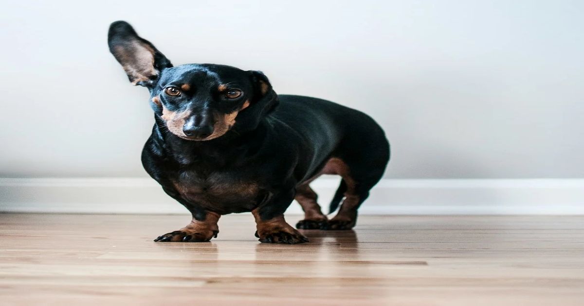 Dog in AI Exploring the Intersection of Canine Companionship and ...