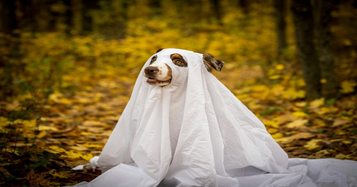 The Best Halloween Costumes for Your Dog Get Ready for Spooky Fun ...