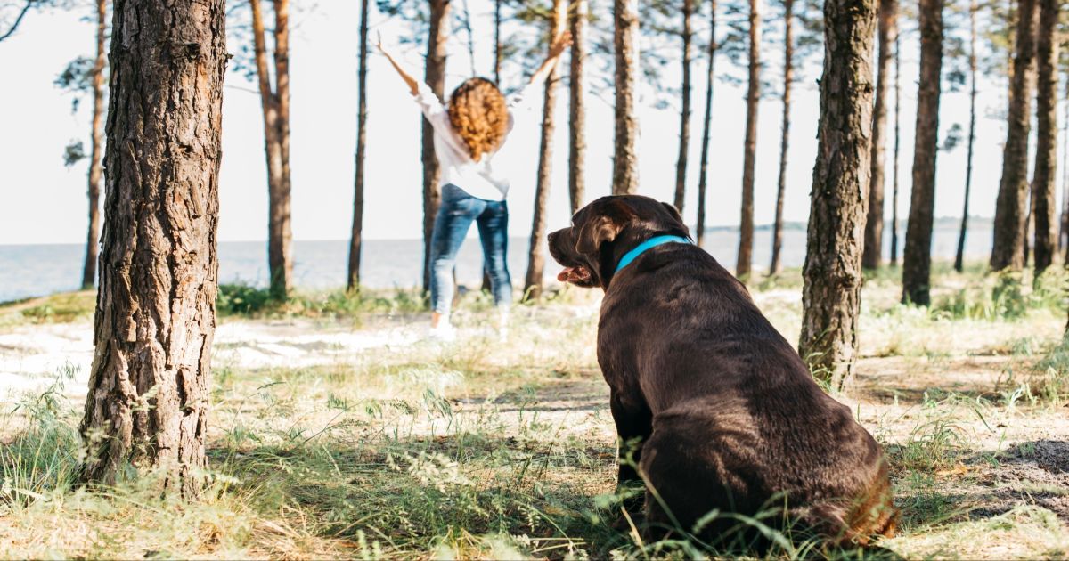 Training Your Dog to Sit | Doggs.Life