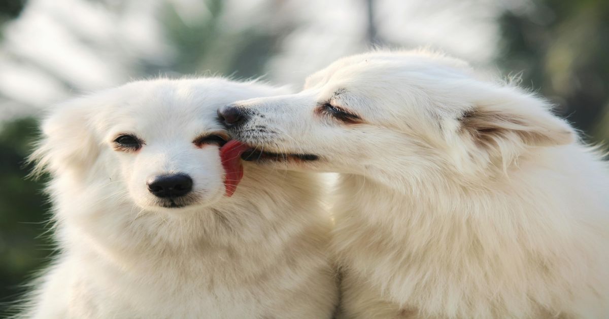 Can Dogs Fall in Love? Exploring Canine Affection | Doggs.Life