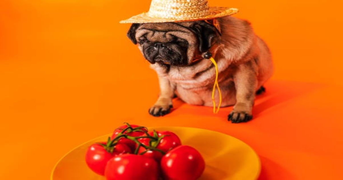 Can Dogs Safely Eat Tomatoes? Understanding Risks and Benefits | Doggs.Life
