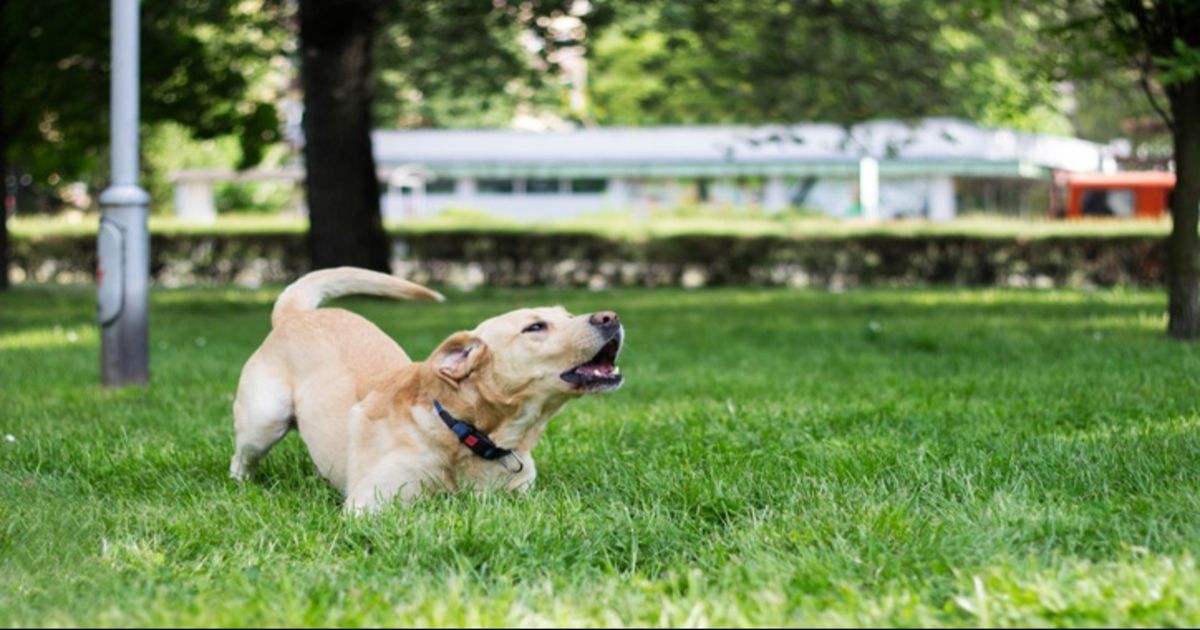 Effective Tips on How to Get Your Dog to Stop Barking | Doggs.Life