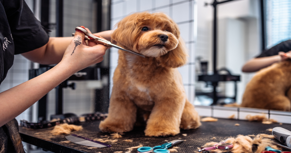 How to Groom Your Dog at Home Step by Step Grooming Tips | Doggs.Life