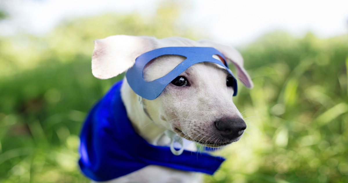 Unreal Dog Superpowers Stories of Extraordinary Canine Abilities ...
