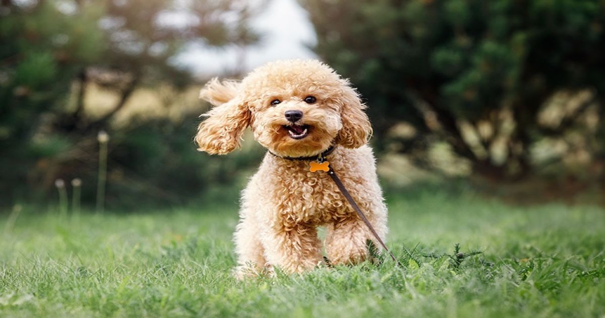 Mini Poodle | Doggs.Life