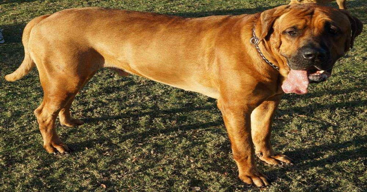 Tosa Inu | Doggs.Life