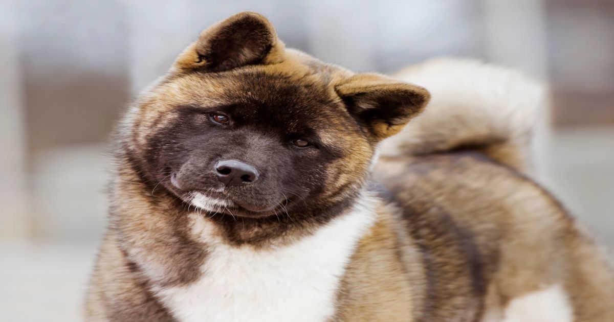 American Akita | Doggs.Life