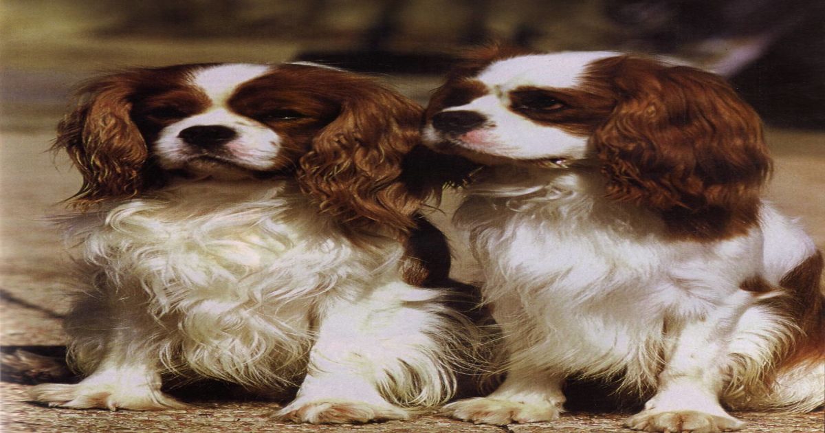 Cavalier king charles spaniel | Doggs.Life