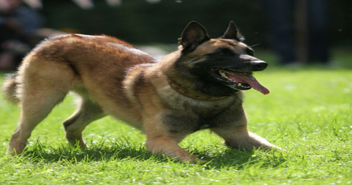 Malinois (Belgian Shepherd Dog) | Doggs.Life