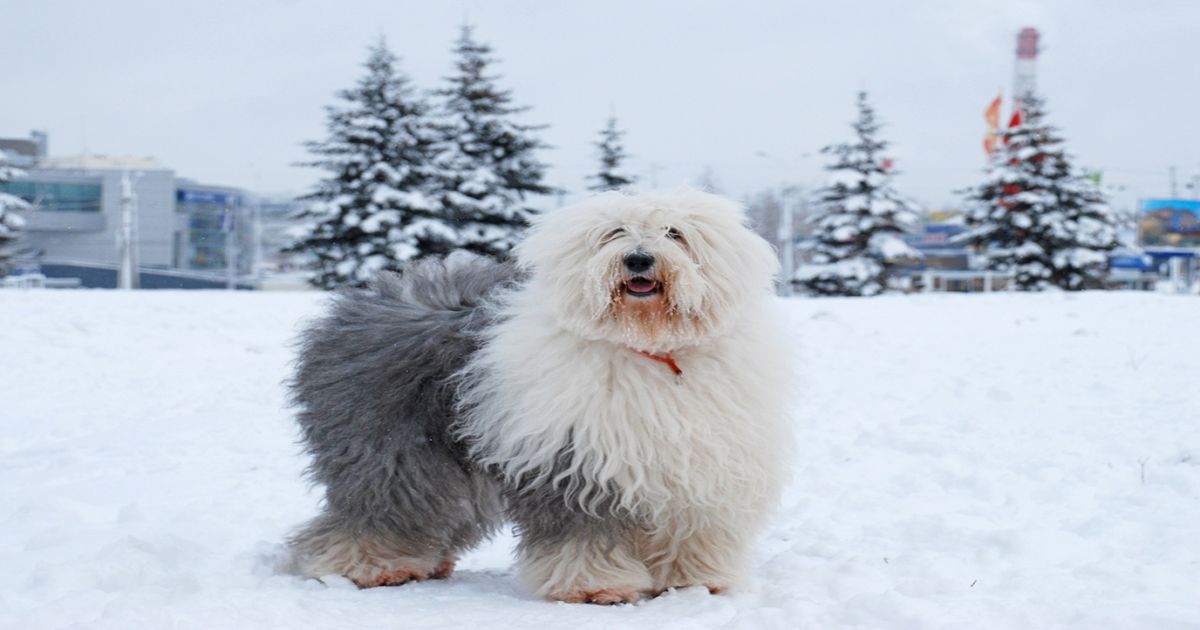 Bobtail | Doggs.Life