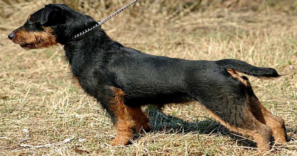 German hunting terrier | Doggs.Life
