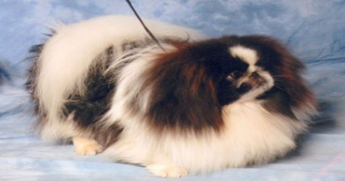 Pekingese | Doggs.Life