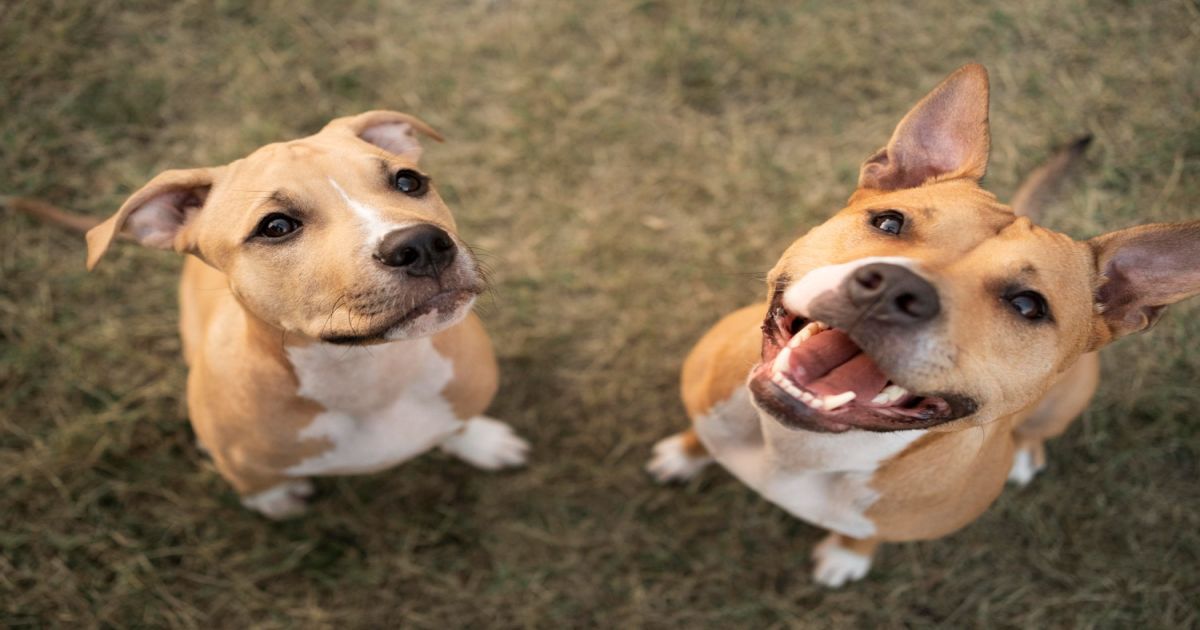 How do dogs know what dogs look like? | Doggs.Life