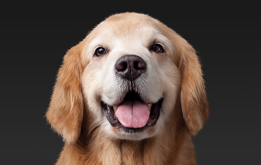 resnet - Python Package Health Analysis | Snyk