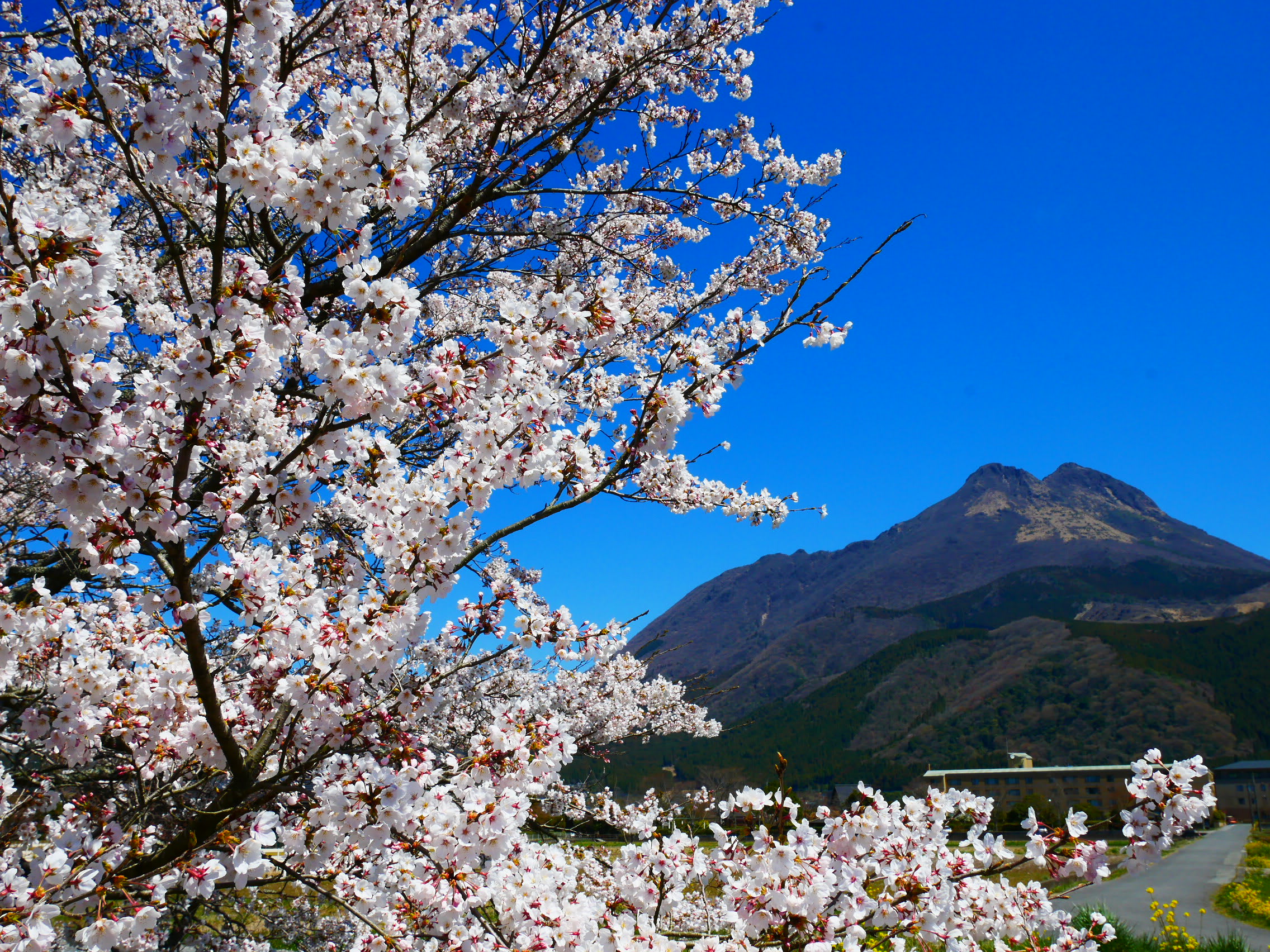 Spring | Visit Kyushu