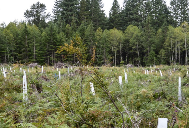 How to become a forest and conservation worker ‐ CareerExplorer