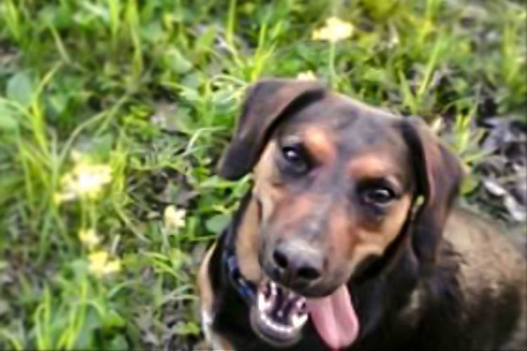 Hund "Baba" führt Polizei auf die richtige Spur