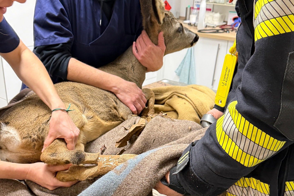 Vallendar RP – Feuerwehr befreit Reh aus Zaun