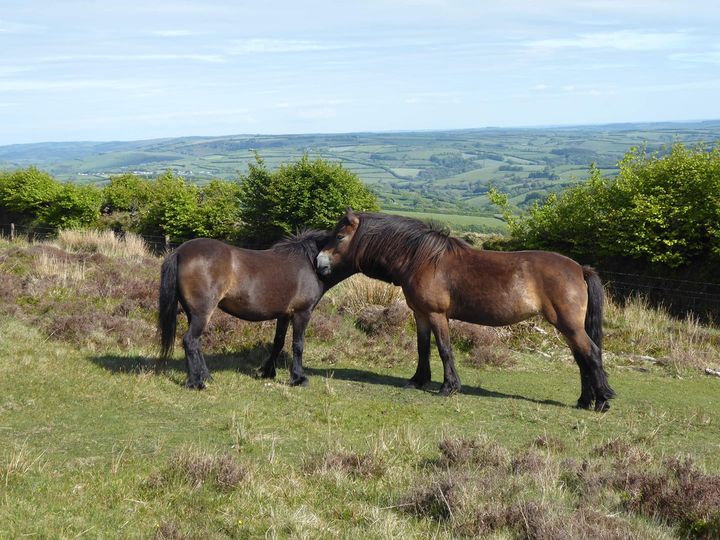 The Heart of Exmoor - The Heat of Exmoor