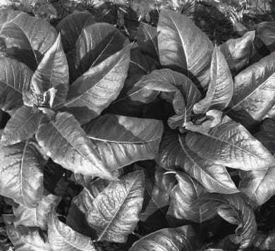 Escaparate | CAO Cigars