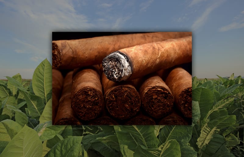 Cigar Education | Cigar World