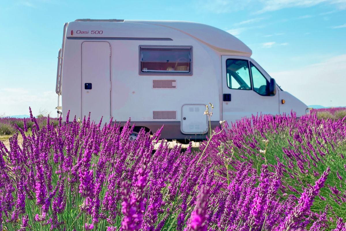 Campi Di Lavanda in Italia - Dove Vedere Campi di Lavanda in Italia