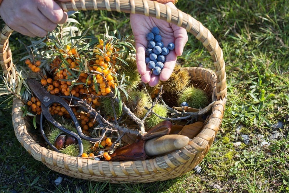 Foraging in the UK - Foraging Guide for the UK