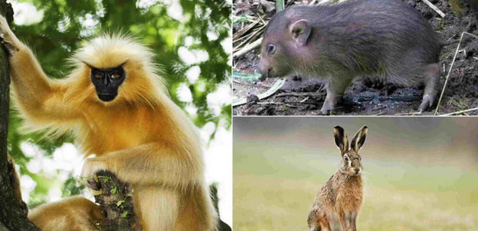 Manas National Park - a wildlife world heritage of India