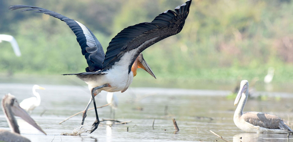 Manas National Park - a wildlife world heritage of India