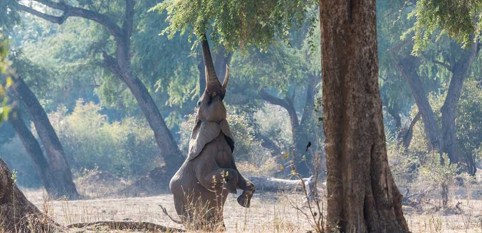 Manas National Park - a wildlife world heritage of India