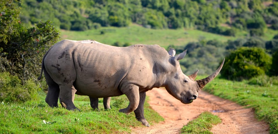 Manas National Park - A Wildlife World Heritage of India