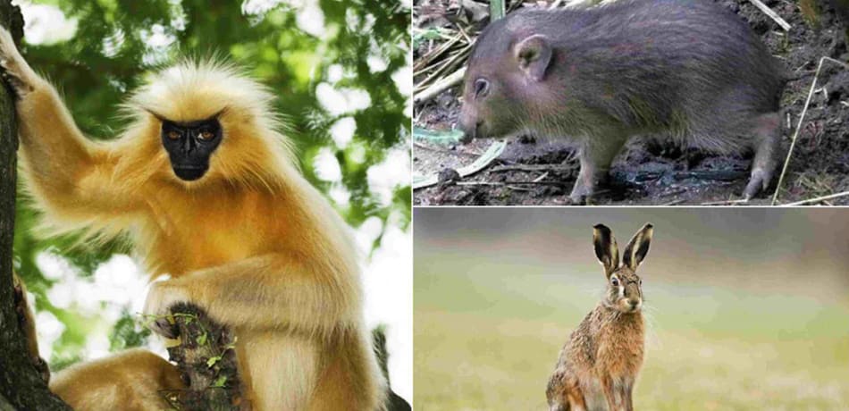 Manas National Park - a wildlife world heritage of India